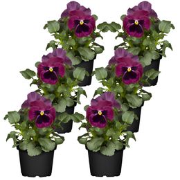 toom Stiefm&uuml;tterchen violett 9 cm Topf, 6er-Set