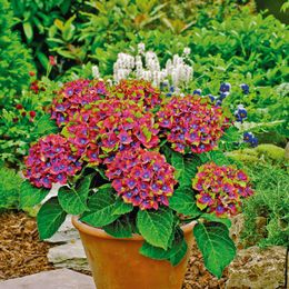 Hortensie Saxon 'Schloss Wackerbarth ' 4 Liter Container, 30 - 40 cm Liefergr&ouml;&szlig;e: 30 - 40 cm