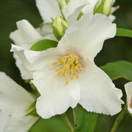 Gartenjasmin 'Belle Etoile', 5 Liter, 60 - 100 cm Liefergr&ouml;&szlig;e: 60 - 100 cm