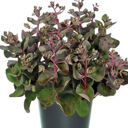 Prachtfetthenne 'Seduction Cherry Chocolate' tb Lieferform: Im 0,5 Liter Topf