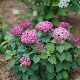 Proven Winners Hortensie 'BellaRagazza Mauvette' Lieferform: Im 5 Liter Topf