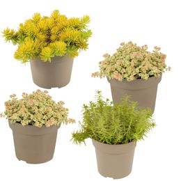 toom Fetthenne gelblaubig 10,5 cm Topf, 4er-Set