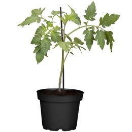 naturtalent by toom Naturtalent by toom Bio Tomate verschiedene Sorten 10,5 cm Topf