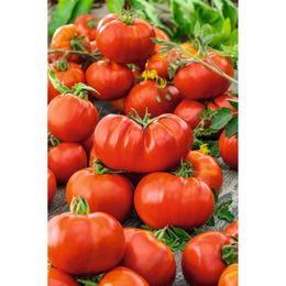 Tomate gerippt 'Costuluto' 10,5 cm Topf