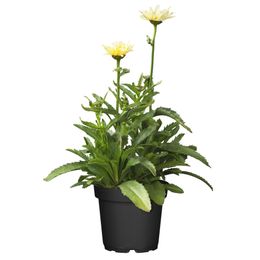 toom Garten-Margerite 'Banana Cream' gelb 15 cm Topf