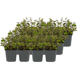 toom Drahtstrauch 9 cm Topf, 12er-Set