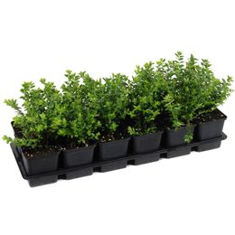 toom Heckenmyrte 9 cm Topf, 12er-Set