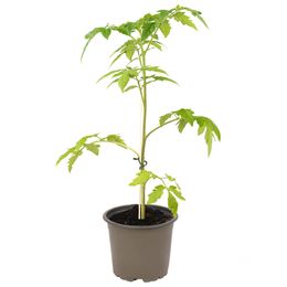 naturtalent by toom Naturtalent by toom Bio-Tomaten Auslese, verschiedene Sorten 13 cm Topf