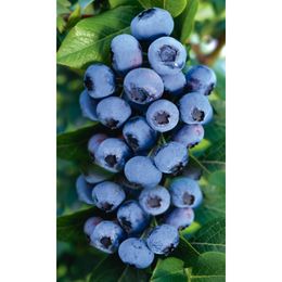 Naturtalent by toom Bio Heidelbeere 'Berkeley', Busch 9 cm Topf
