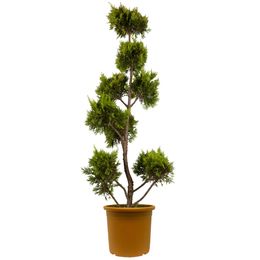 toom Gelbe Baumzypresse 'Gold Rider' Pompon, 40 cm Topf