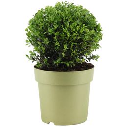 Japanische Stechpalme Kugel &Oslash; 28 cm, 23 cm Topf