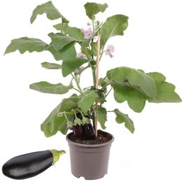 PICK-&-JOY&reg; PICK-&-JOY Aubergine mit Frucht 14 cm Topf