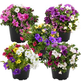 toom Zaubergl&ouml;ckchen-Trio Farbmix 12 cm Topf, 5er-Set