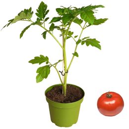 Naturtalent by toom Bio-Tomate verschiedene Sorten veredelt 13 cm Topf