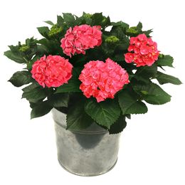 toom Hortensie verschiedene Farben im 23 cm Zinkeimer