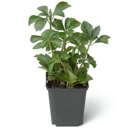 toom Dickm&auml;nnchen wei&szlig; 9 cm Topf