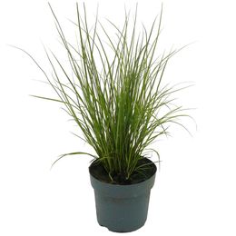 toom Garten-Segge 'Phoenix Green' 14 cm Topf