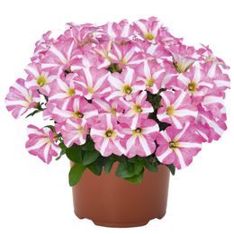 Petunie 'Sternbl&uuml;te' 12 cm Topf