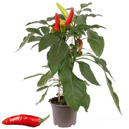 PICK-&-JOY&reg; PICK-&-JOY Milde Peperoni mit Fr&uuml;chten 14 cm Topf