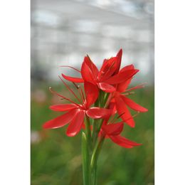 Sumpfspaltgriffel 'Major', 9x9 cm Topf, 3er-Set