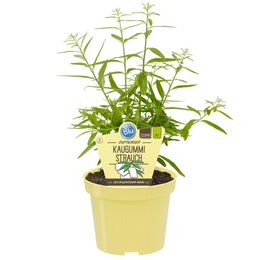 blu Bio-Kaugummistrauch 12 cm Topf