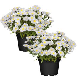 toom Herbstaster wei&szlig; 13 cm Topf, 2er-Set