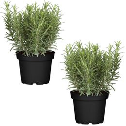 naturtalent by toom Naturtalent by toom Bio-Rosmarin 12 cm Topf, 2er-Set