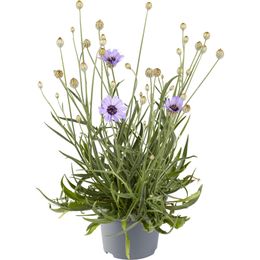Rasselblume 13 cm Topf