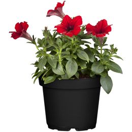 toom Petunie verschiedene Farben 10,5 cm Topf