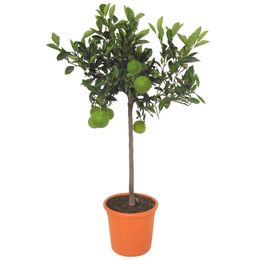 toom Orangen-Stamm 26 cm Topf