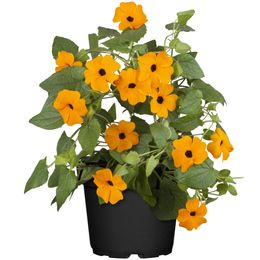 Schwarz&auml;ugige Susanne Farbmix 12 cm Topf