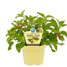 blu Bio-Salbei 'Ananassalbei' 12 cm Topf
