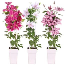 toom Clematis am Spalier zweifarbig Farbmix 15 cm Topf, 3er-Set