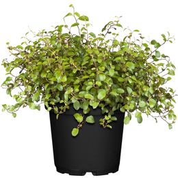Drahtstrauch gro&szlig;bl&auml;ttrig 13 cm Topf, 2er-Set