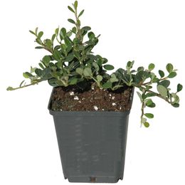 toom Zwergmispel 'Frieders Evergreen' wei&szlig; 9 cm Topf