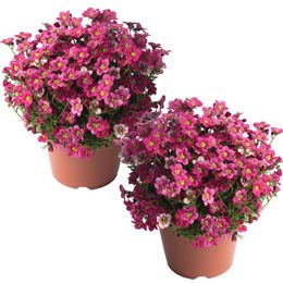 toom Moos-Steinbrech pink 13 cm Topf 2er-Set