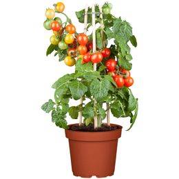 naturtalent by toom Naturtalent by toom Bio Balkontomate verschiedene Sorten 15 cm Topf