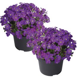 toom Blaukissen violett 13 cm Topf 2er-Set