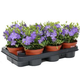 toom Kleinbl&auml;ttriges Immergr&uuml;n 'Rainer' violett 13 cm Topf, 8er-Set