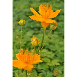 Europ&auml;ische Trollblume, 9x9 cm Topf, 3er-Set