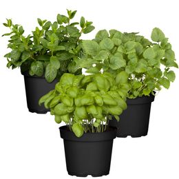 naturtalent by toom Naturtalent by toom Bio-Kr&auml;uter 'Cocktail' 12 cm Topf, 3er-Set