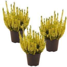 toom Knospenheide gelb gef&auml;rbt 11 cm Topf, 3er-Set