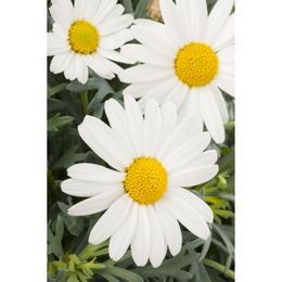 toom Margerite 10 cm Topf