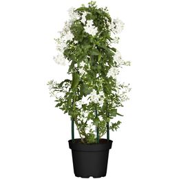toom Jasminbl&uuml;tiger Nachtschatten, 14 cm Topf