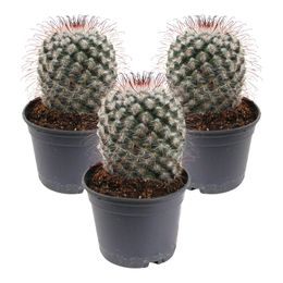 toom Warzenkaktus 6 cm Topf, 3er-Set
