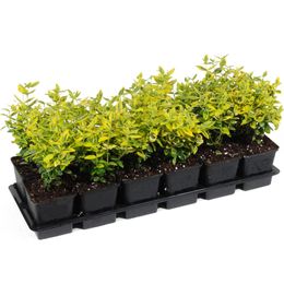 toom Spindelstrauch 'Emerald Gold' 9 cm Topf, 12er-Set