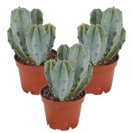toom Heidelbeerkaktus 6 cm Topf, 3er-Set