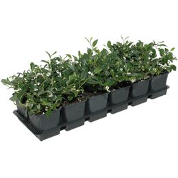 toom Zwergmispel 'Radicans' wei&szlig; 9 cm Topf, 12er-Set
