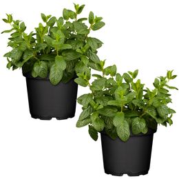 naturtalent by toom Naturtalent by toom Bio Marokkanische Minze 12 cm Topf, 2er-Set