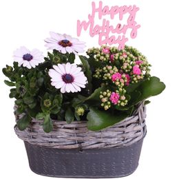 Zink-Jardiniere bepflanzt 21 cm